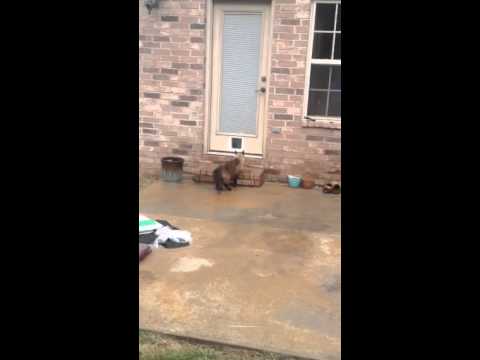 Cat door fail.