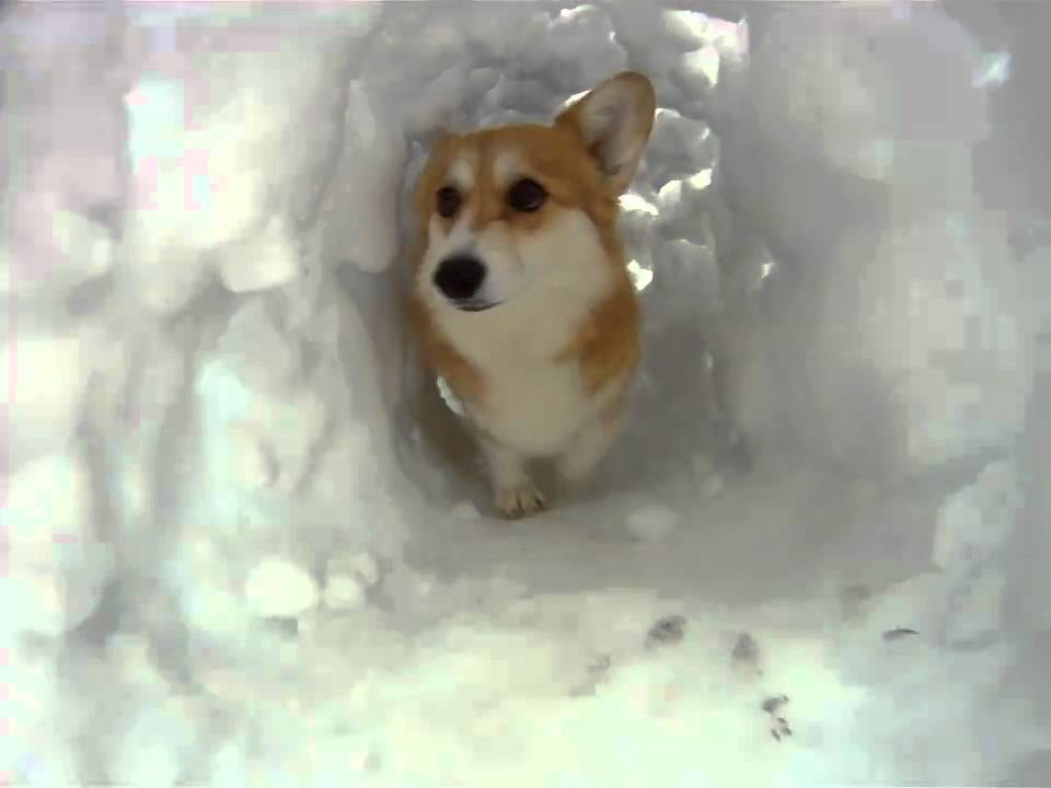 Corgi snow tunnel.