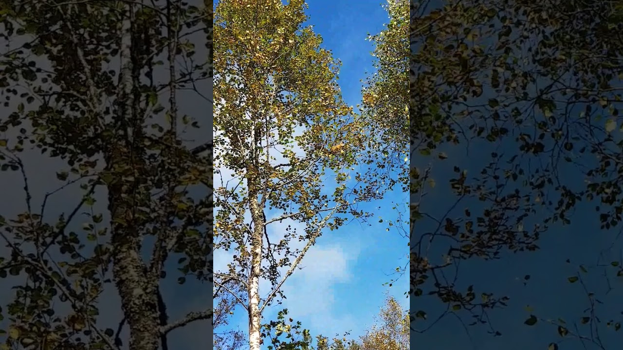 Crowd hilariously cheers for squirrel.