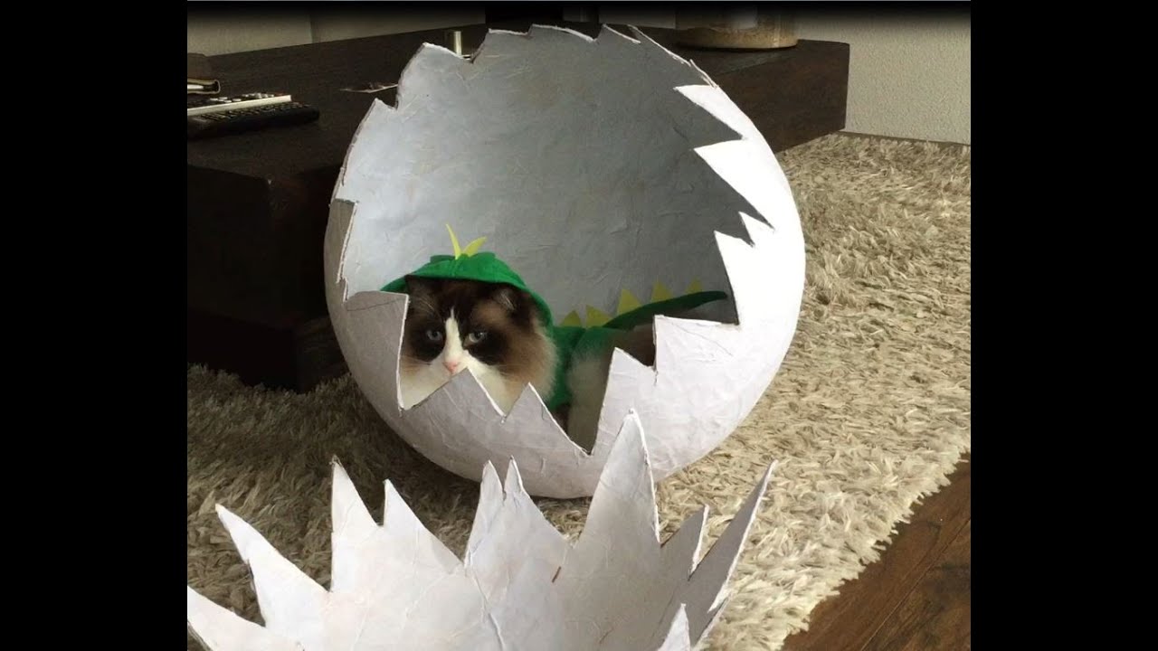 Dino-kitty hatches from egg.
