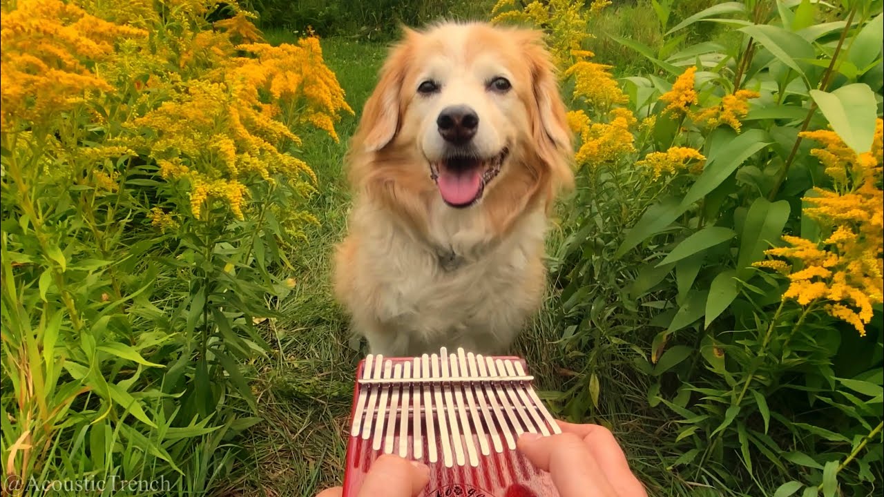 Serenading your dog with kalimba.