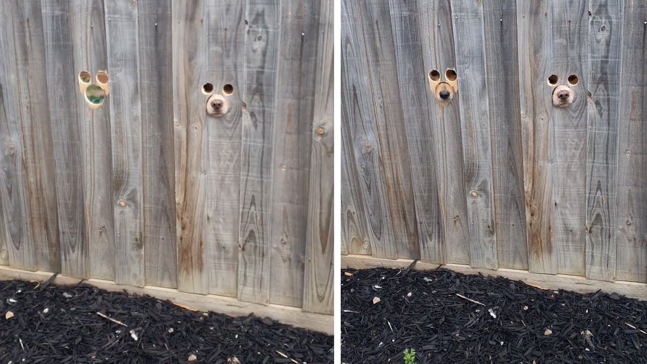 Excited dogs poke faces into fence.