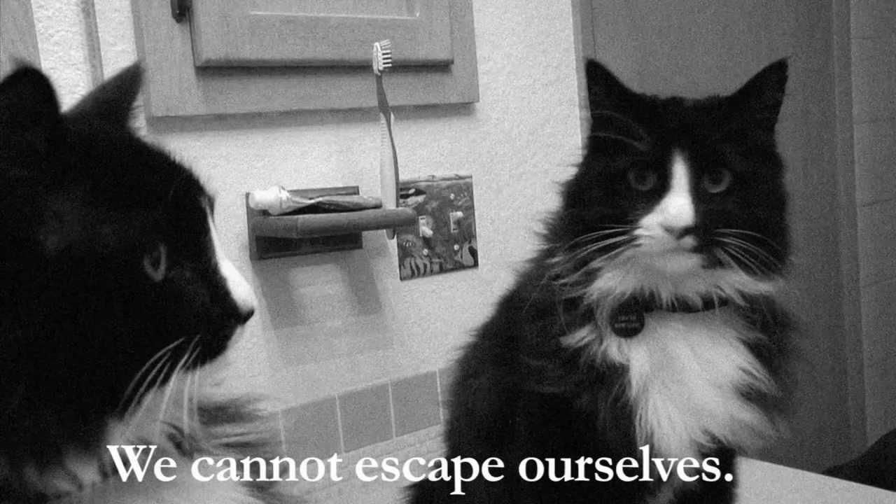 Henri, the existential cat