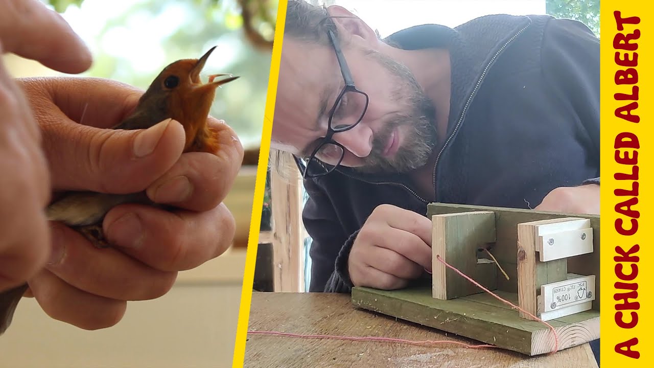 How a humane mouse trap led to an unexpected rescue