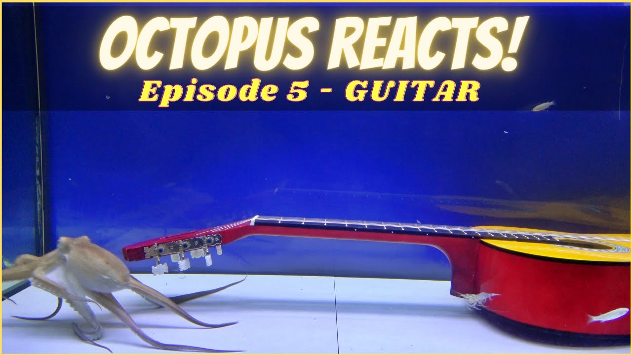 How an octopus reacts to a guitar