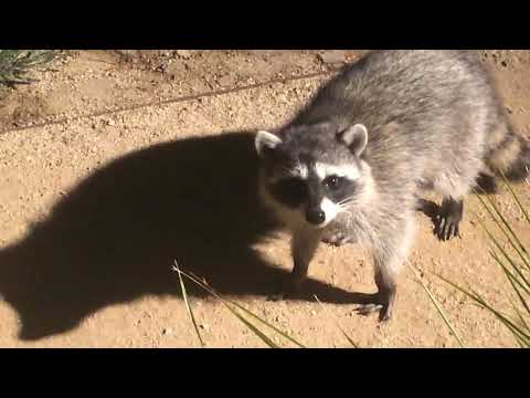 Raccoons caught on camera red-handed.