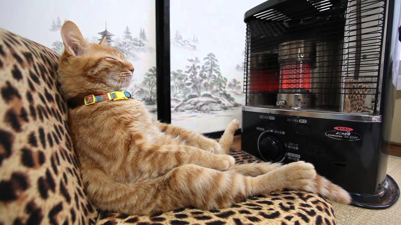 Most Chilled Cat Breeds | Flipboard