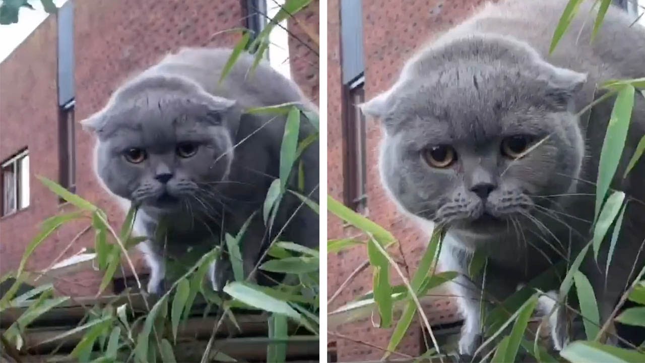 Stuck cat makes weird noises.