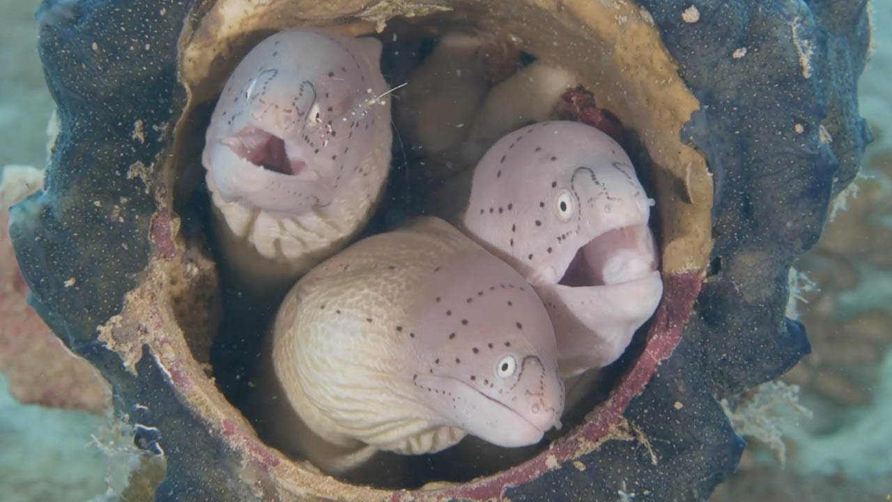 Family of eels found hiding inside plastic pipe