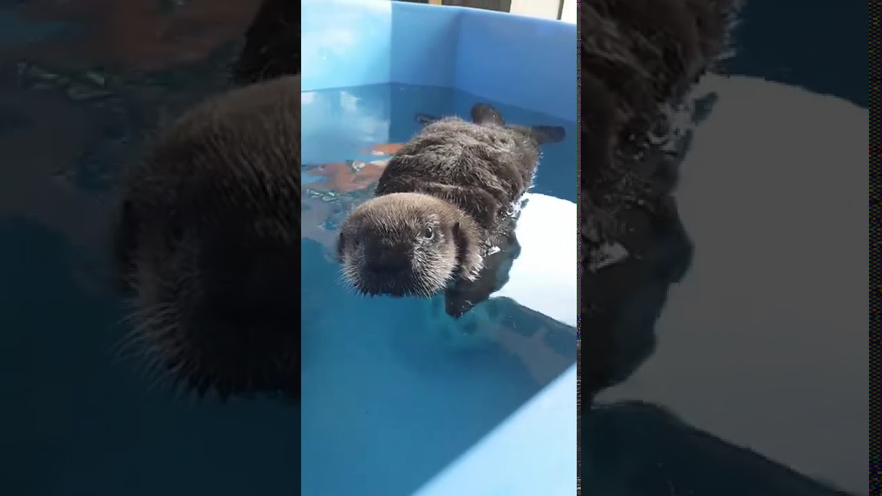 Rescue baby sea otter in his big boy tub.