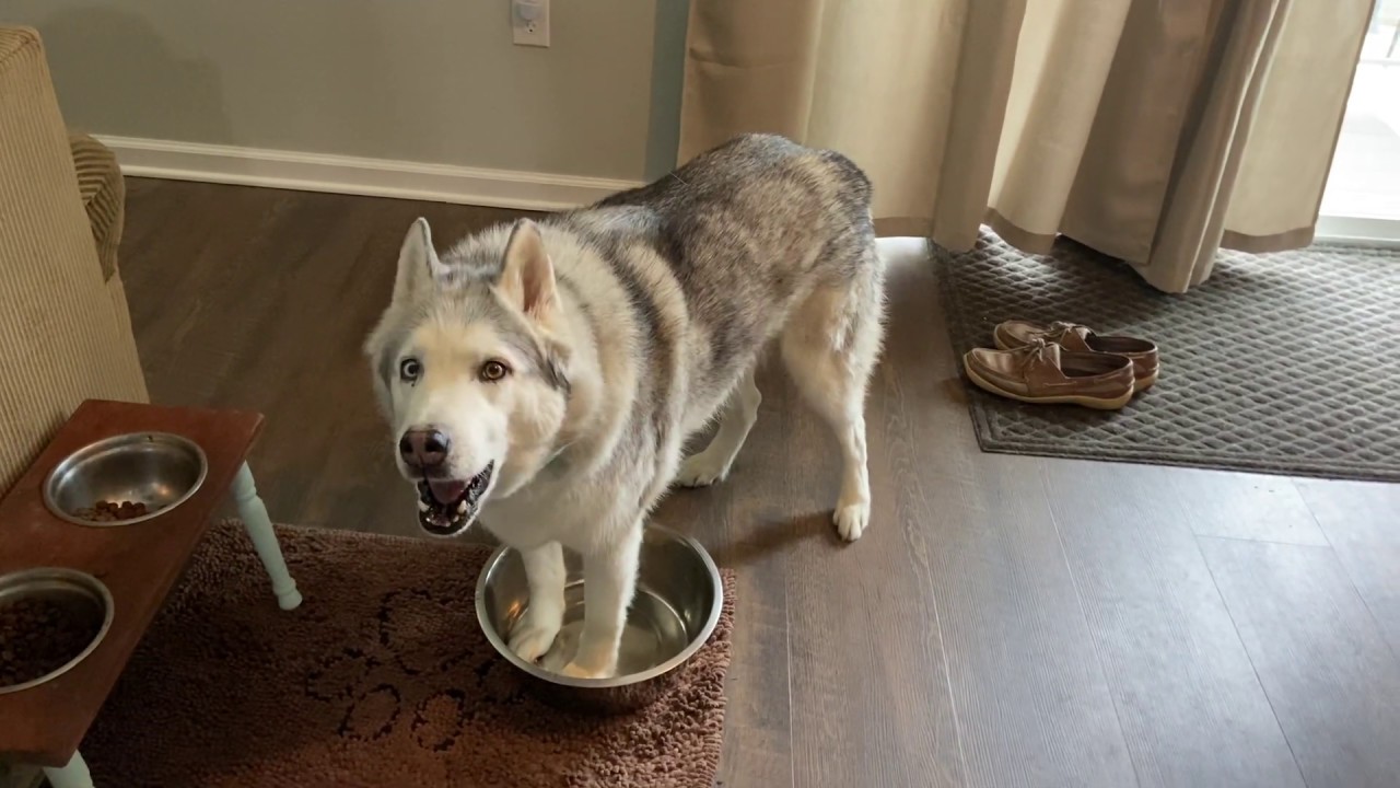 Husky demands his water refill…PRONTO!