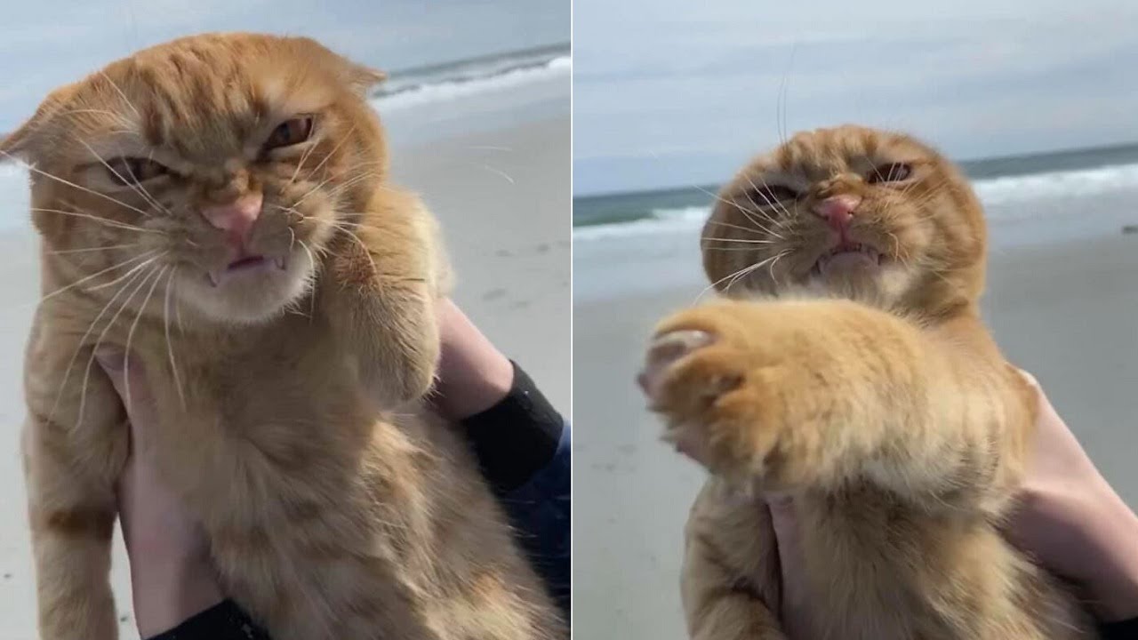 Cat visits windy beach for the first time and his expressions are hilarious