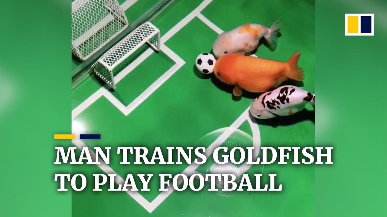 Training goldfish to play football.