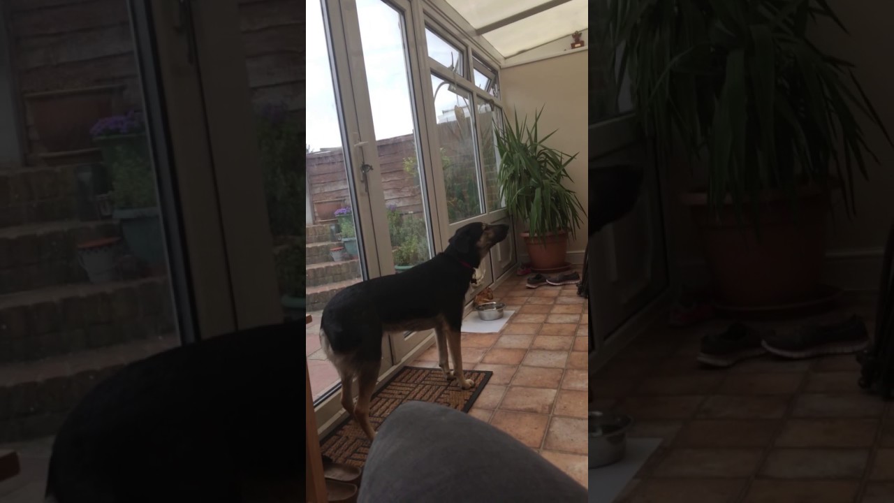 Dog shows off Vibrato singing voice.