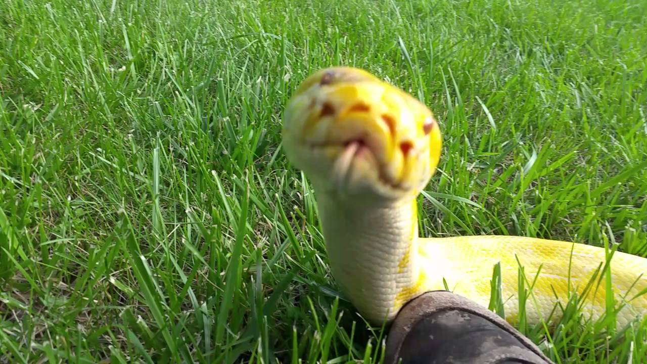 Popcorn might be the cutest Burmese python ever.