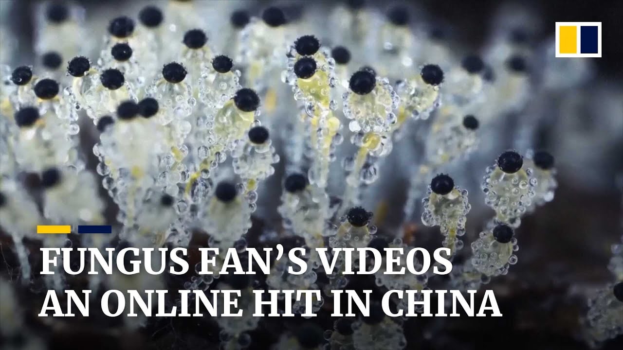 Chinese fungus fan thrills with videos of nature's hidden worlds