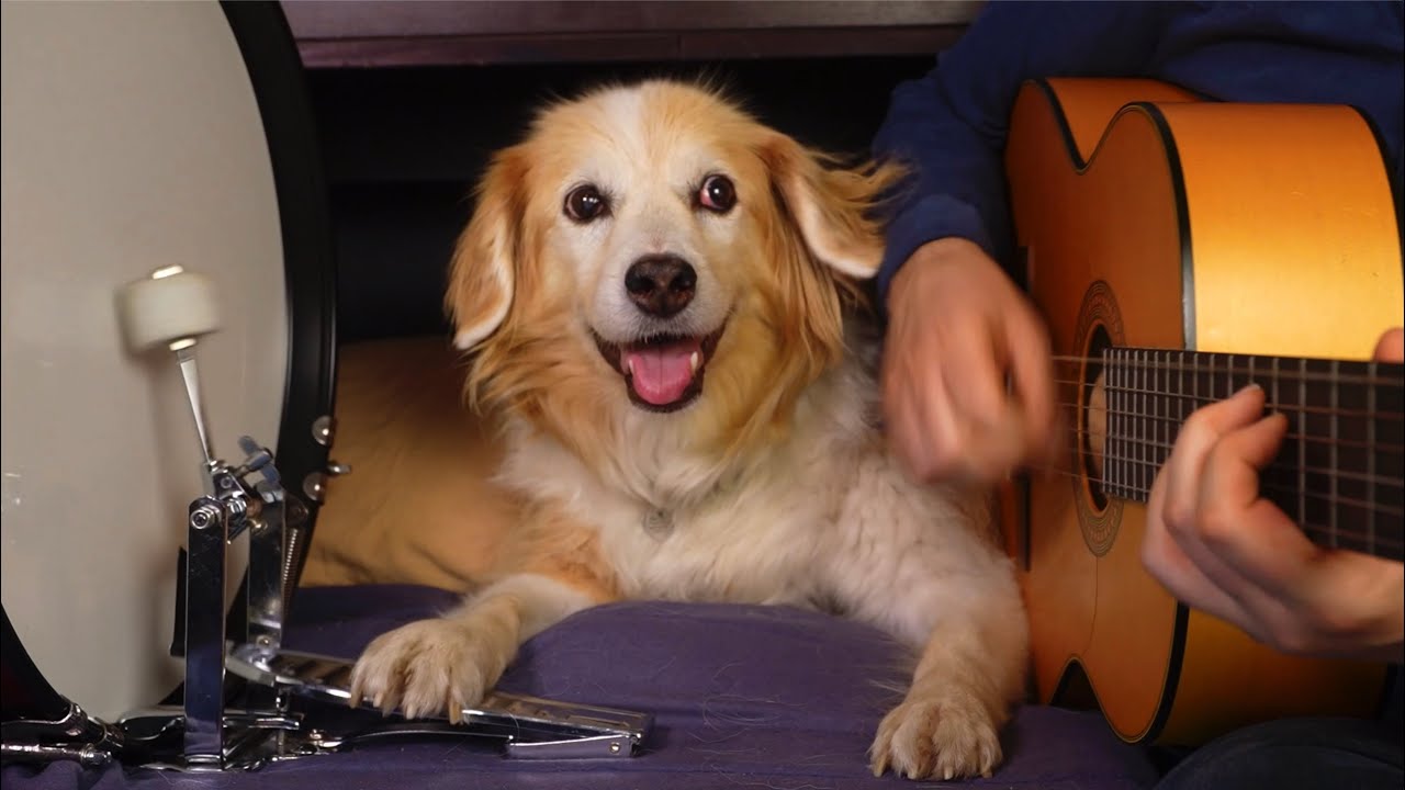 Smiley Maple the dog on drums while her human plays acoustic cover of ...