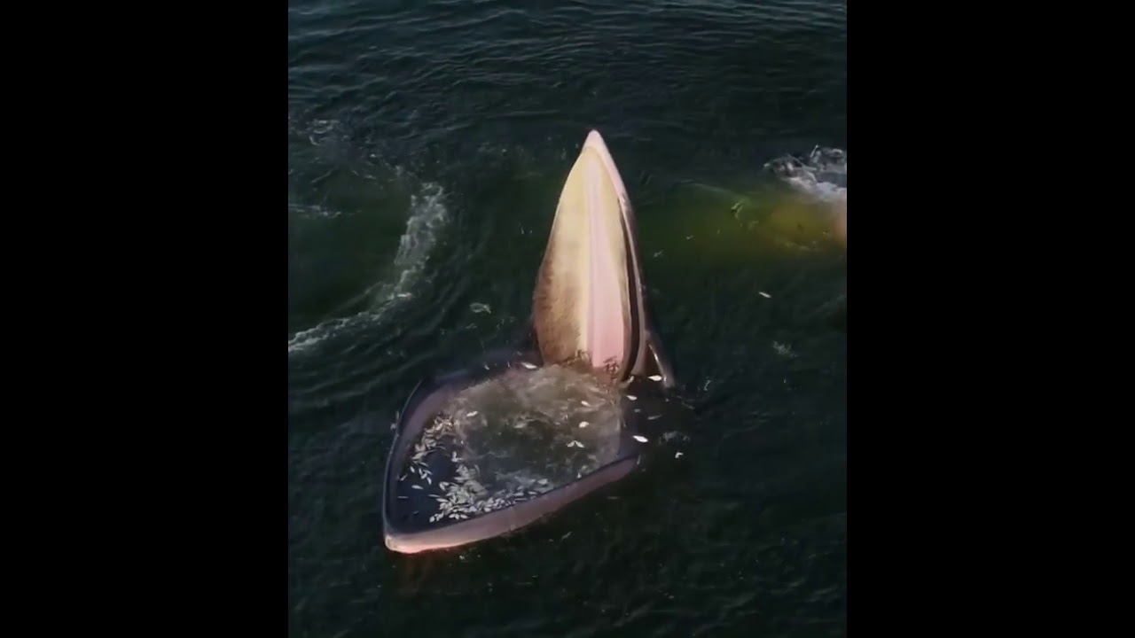 An Eden's whale trap feeding off the coast of Thailand