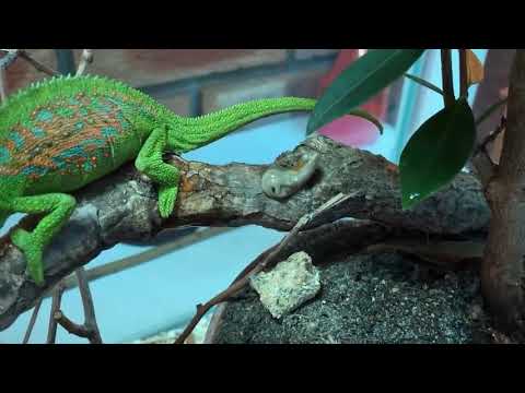 Chameleon gives birth to 14 babies