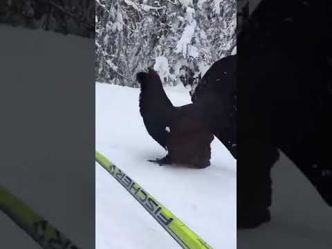 Skier comes across the strangest animal.