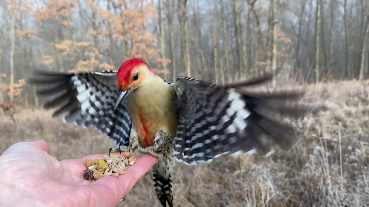 Snack time for woodpecker.
