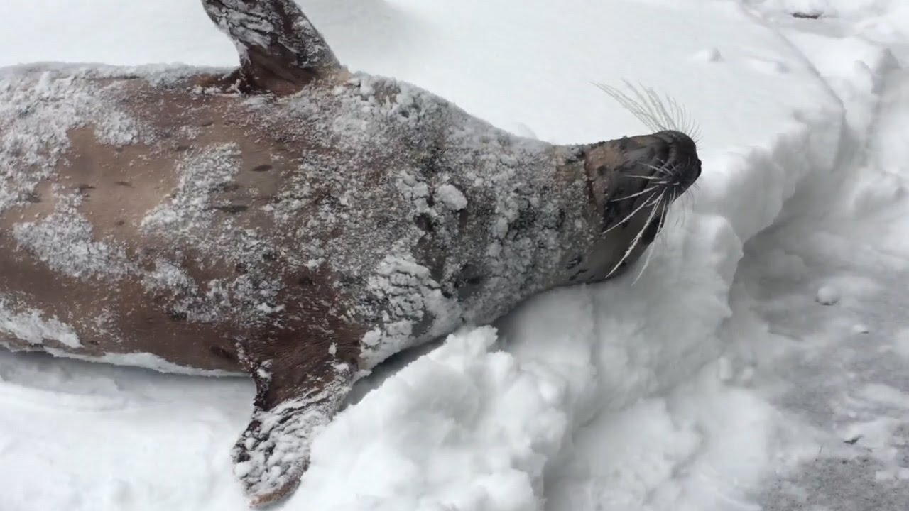 Zoo animals get a snow day.
