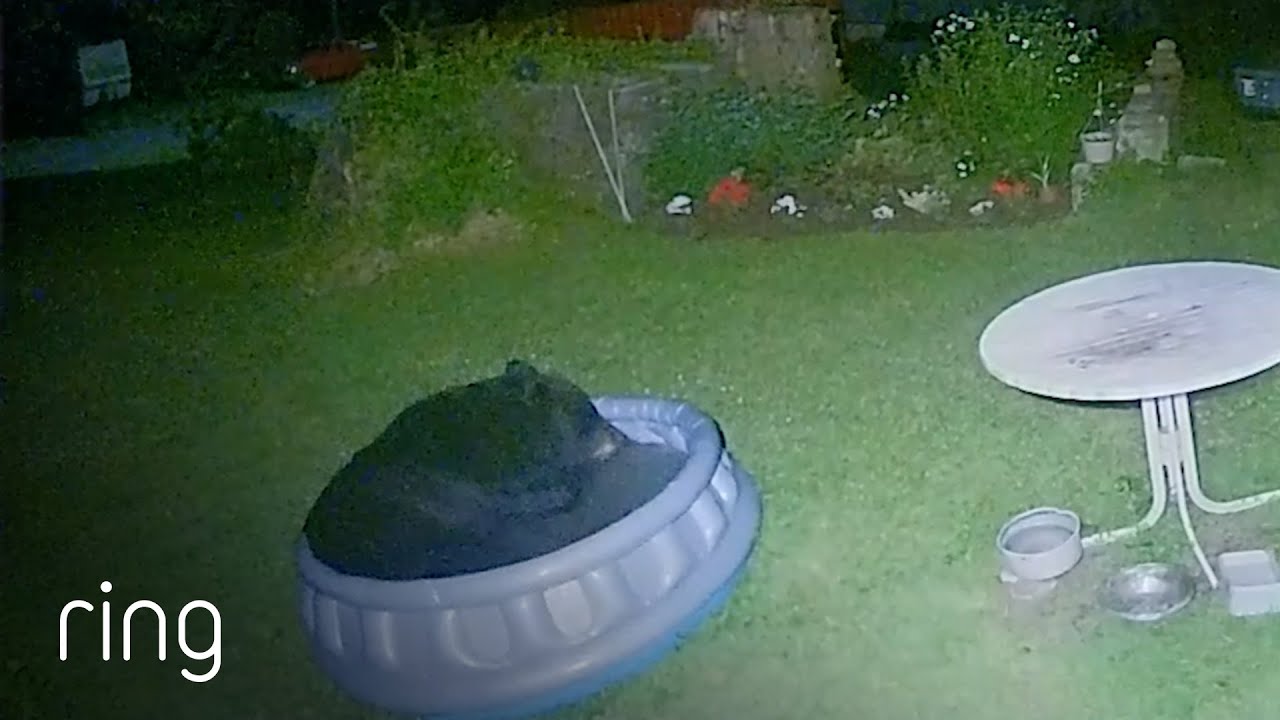 Ring cam catches bear relaxing in backyard kiddy pool