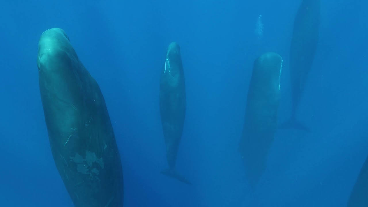 Sleeping sperm whales are fascinating.