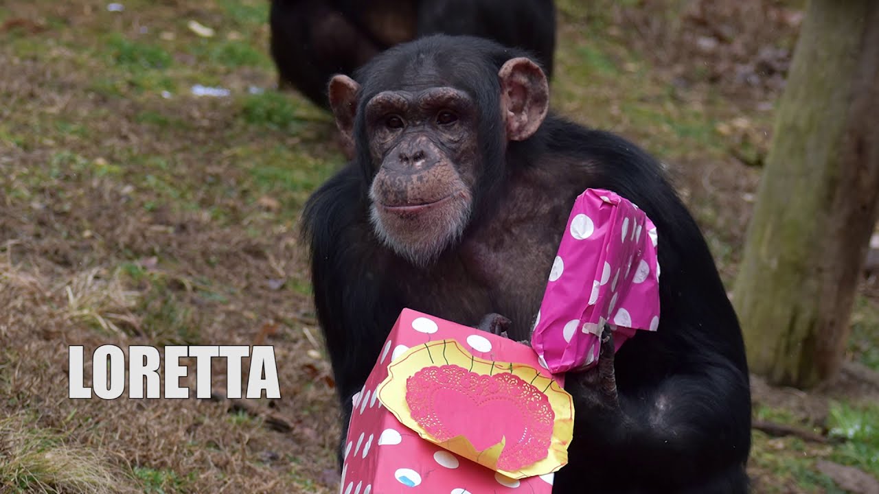 A special Valentine's surprise at Project Chimps