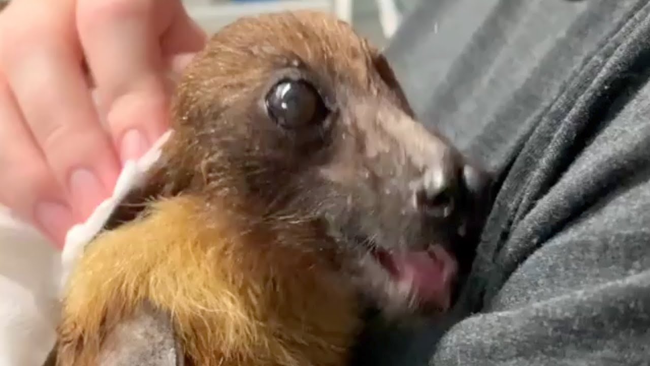 The life of a retired 33-year-old bat