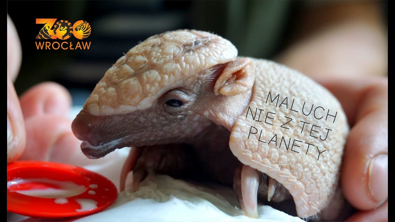Baby armadillo drinking milk from a bottle