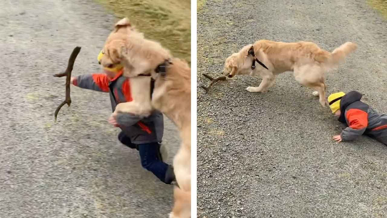 Determined dog tackles toddler for a stick
