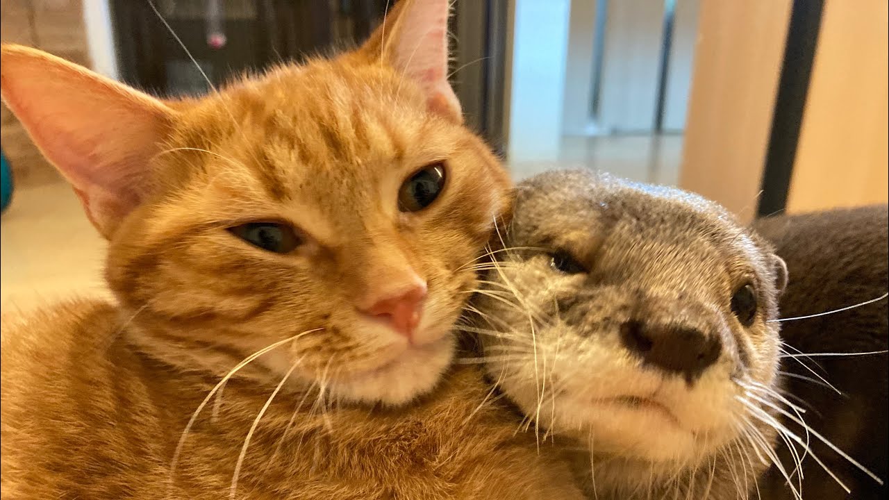 Otter looks everywhere for his friend the cat