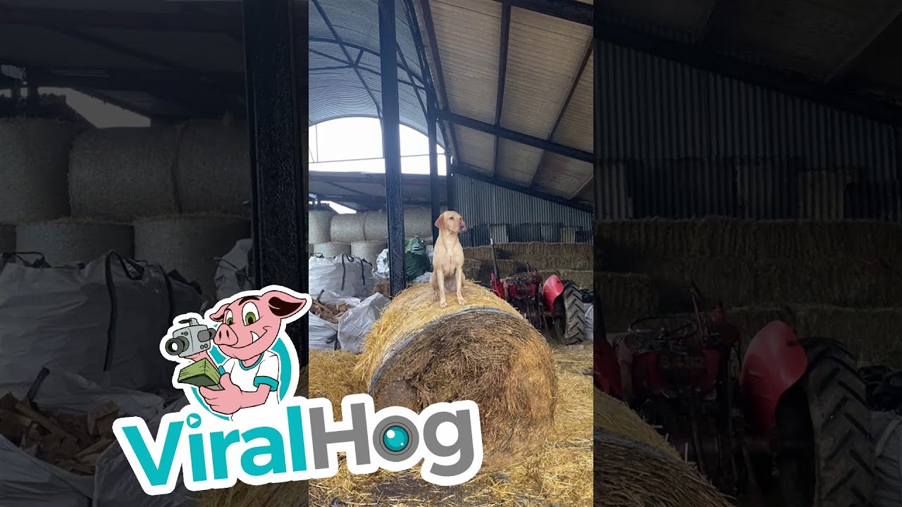 Strong breeze turns dog into Dumbo