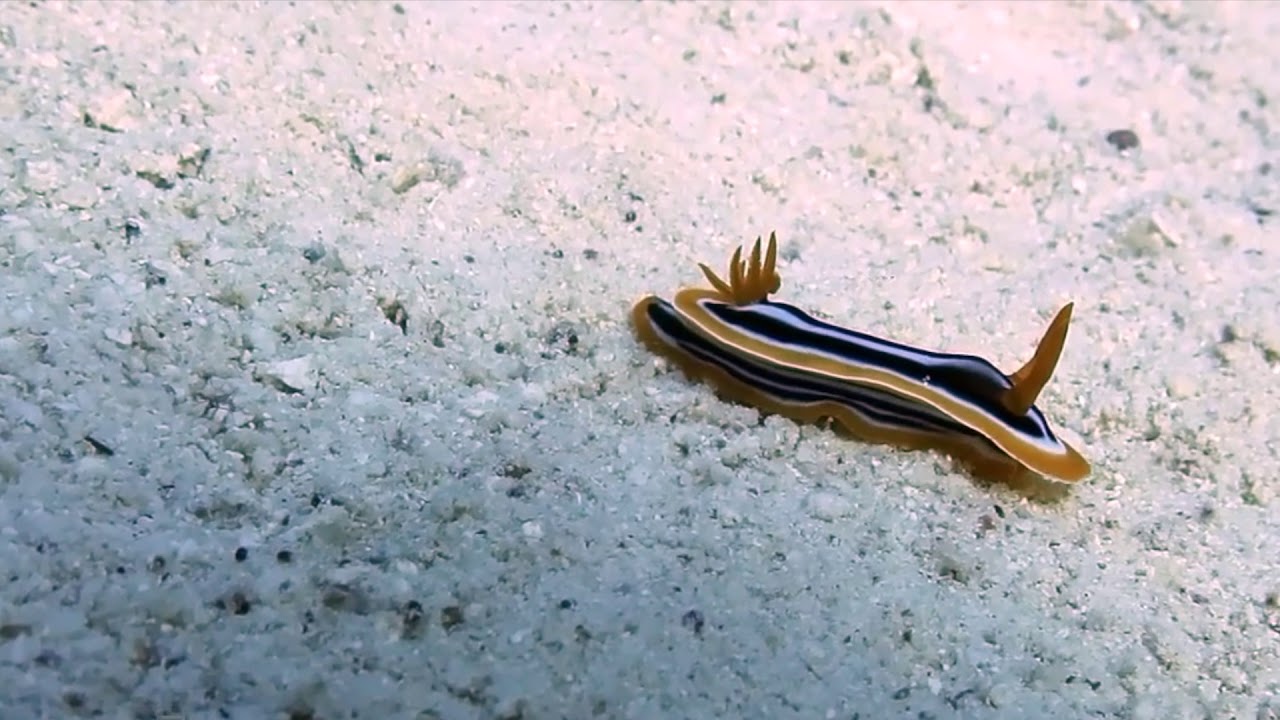 Glimpse of rare red sea nudibranch.