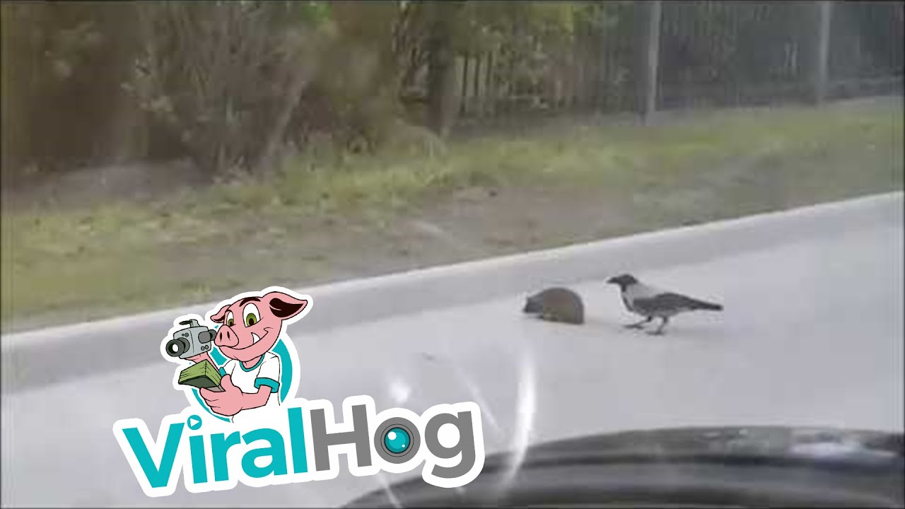 Crow helps hedgehog cross the road