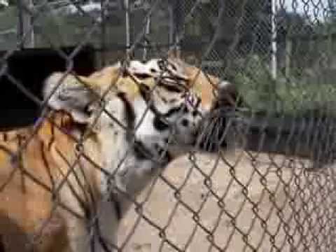 Did you know that tigers "chuff" instead of "purr" when they're happy?