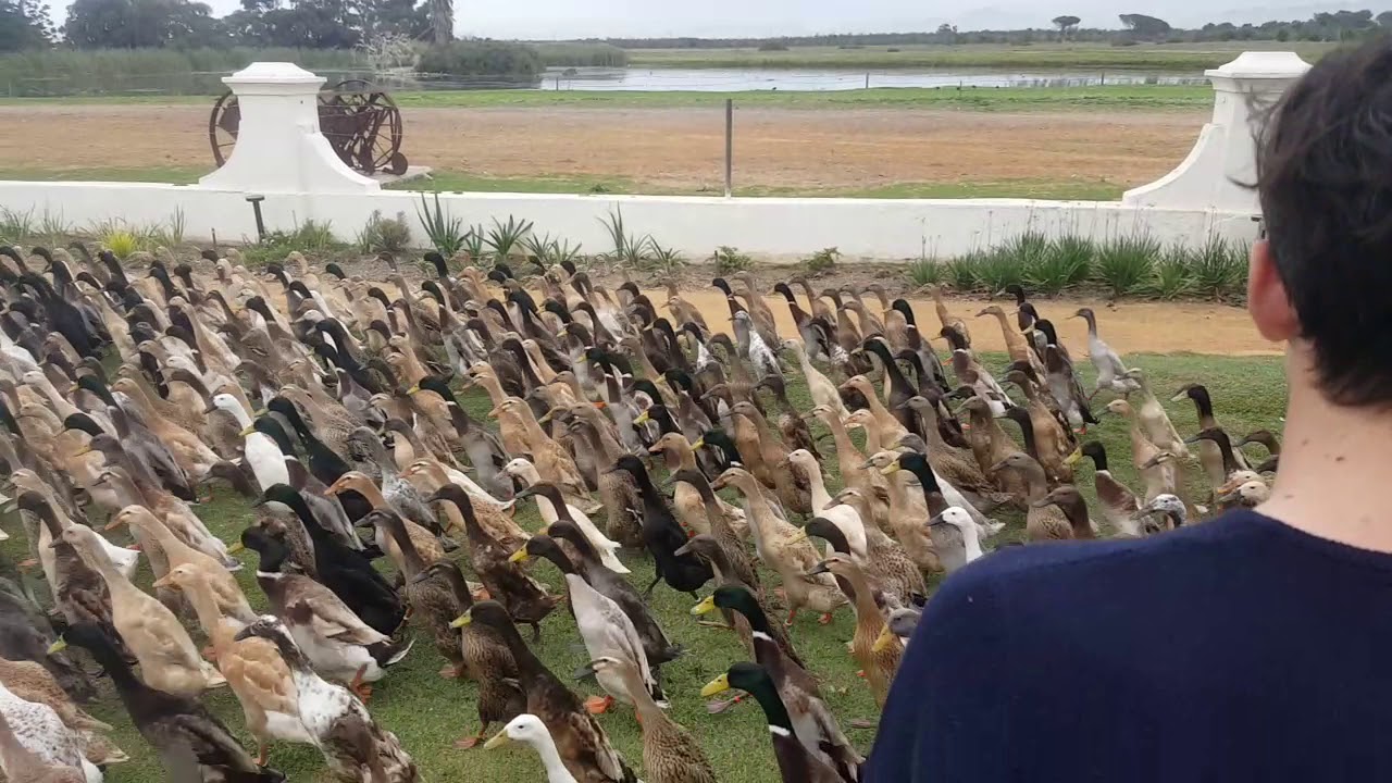 How many ducks is too many?