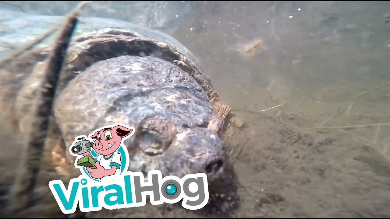 Strange massive turtle filmed underwater.