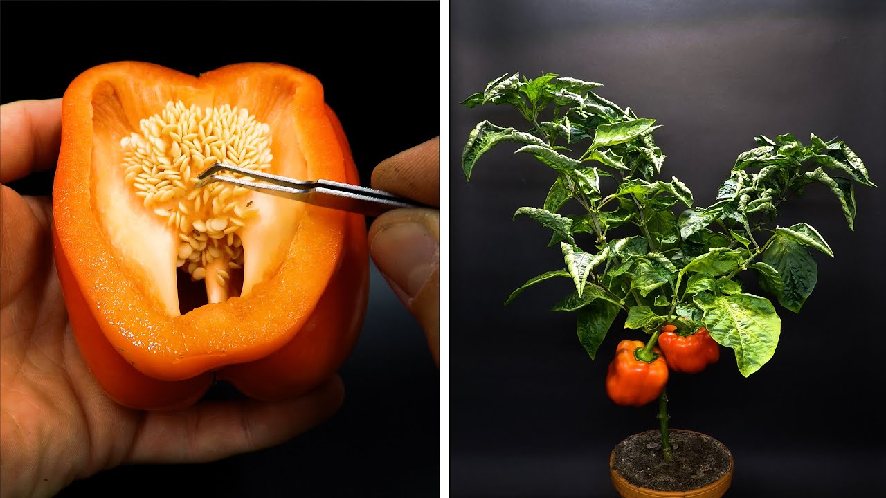 Growing a red pepper from seeds timelapse