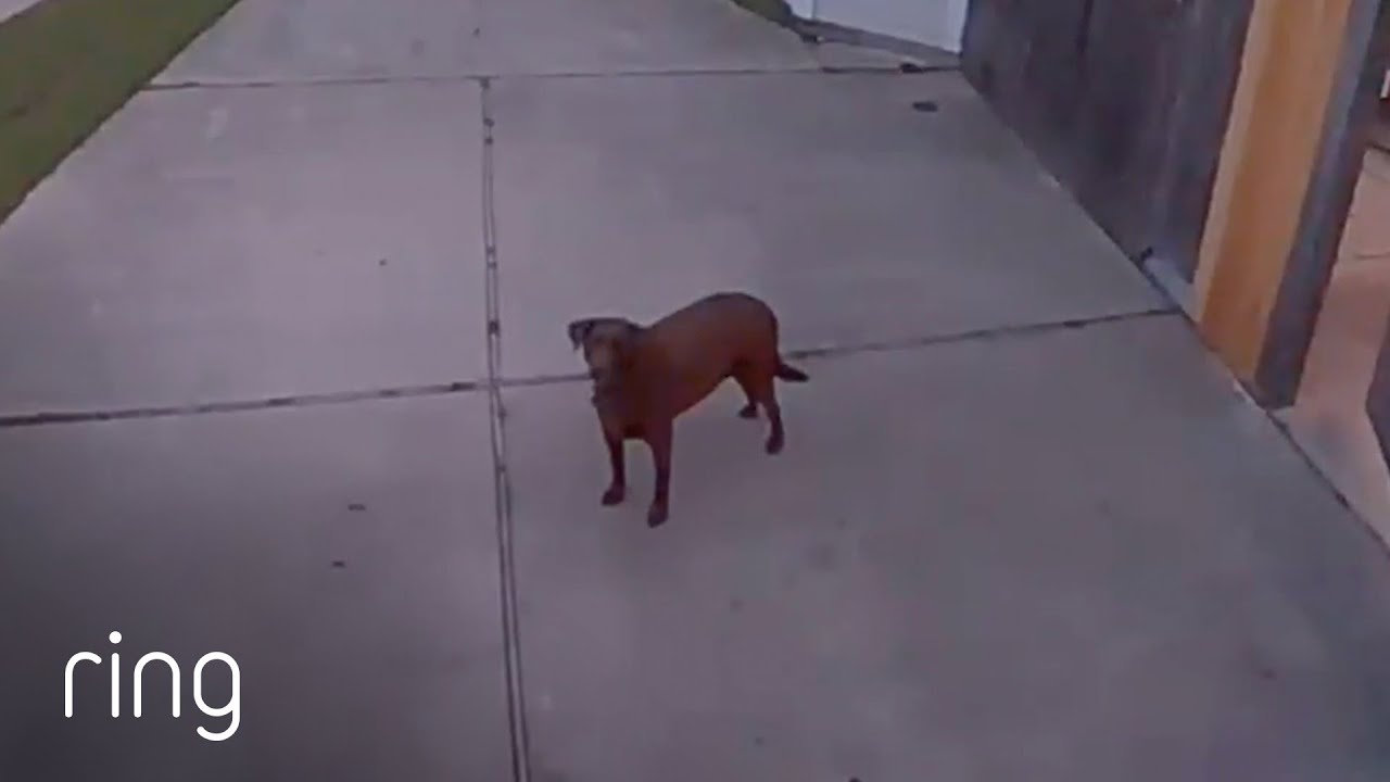 Owner uses Ring cam as video monitor for his dog