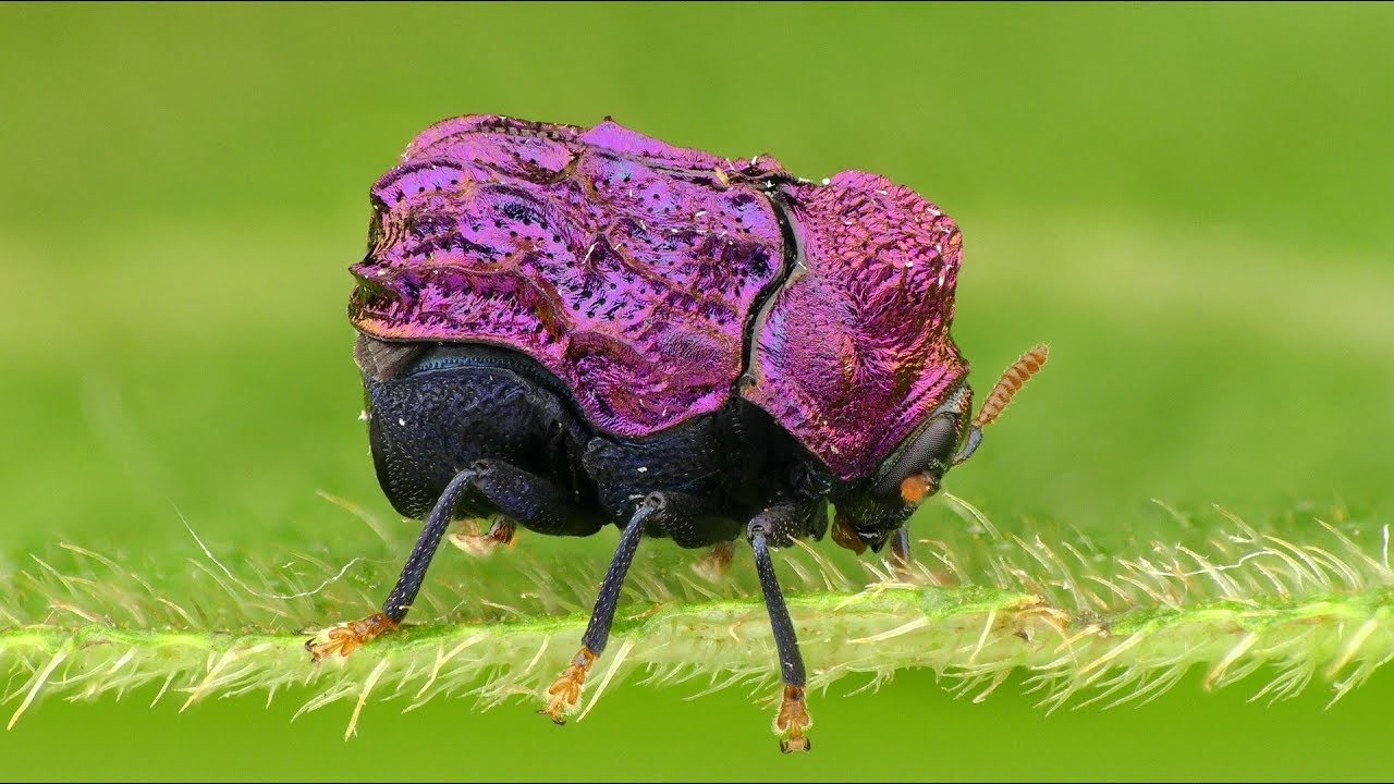 Tiny shiny fuchsia beetle from the Amazon