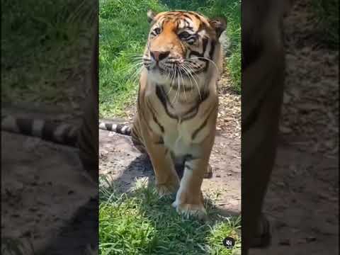 Tiger meow in the morning.