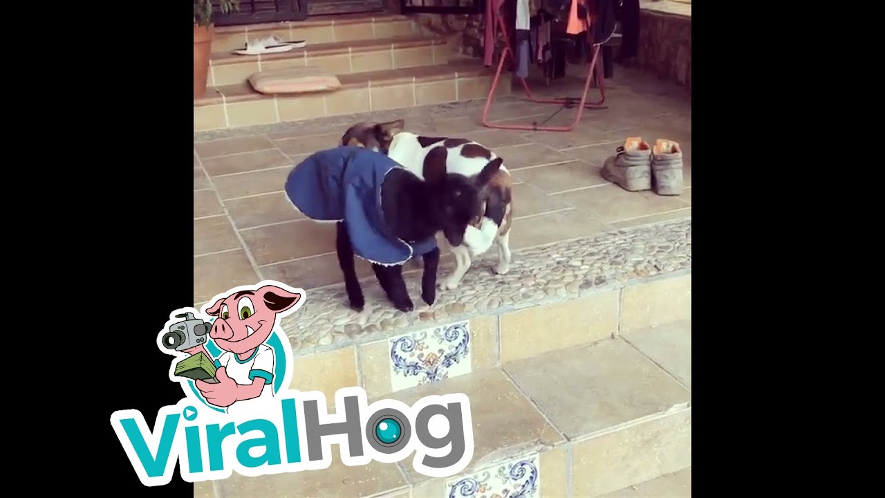 Baby goat sniffing dog.