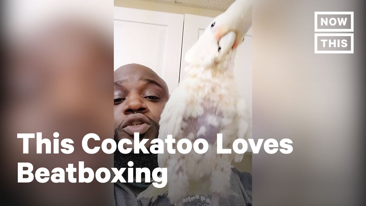 Cockatoo rocks out to beatboxer.
