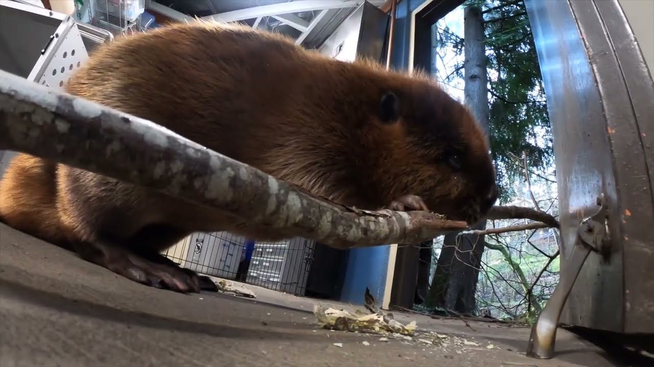 How this beaver solves his problems.