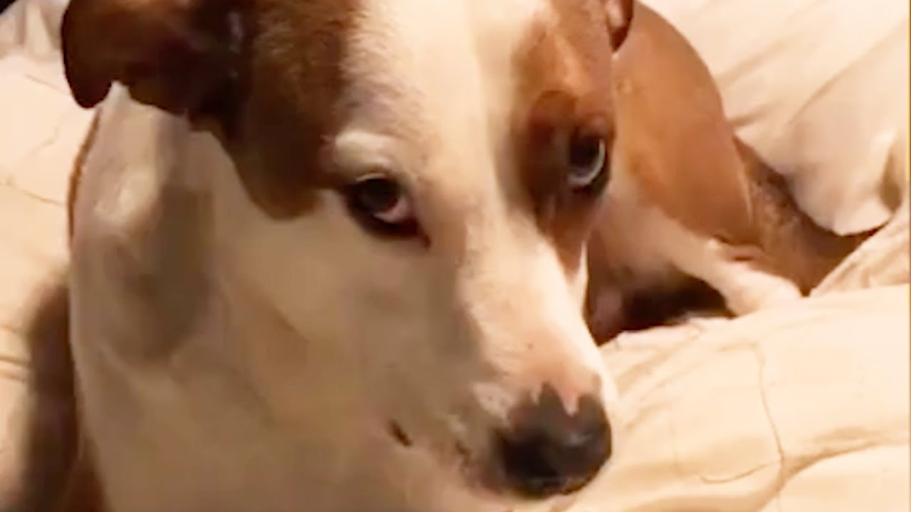 Dog looks hilariously guilty.