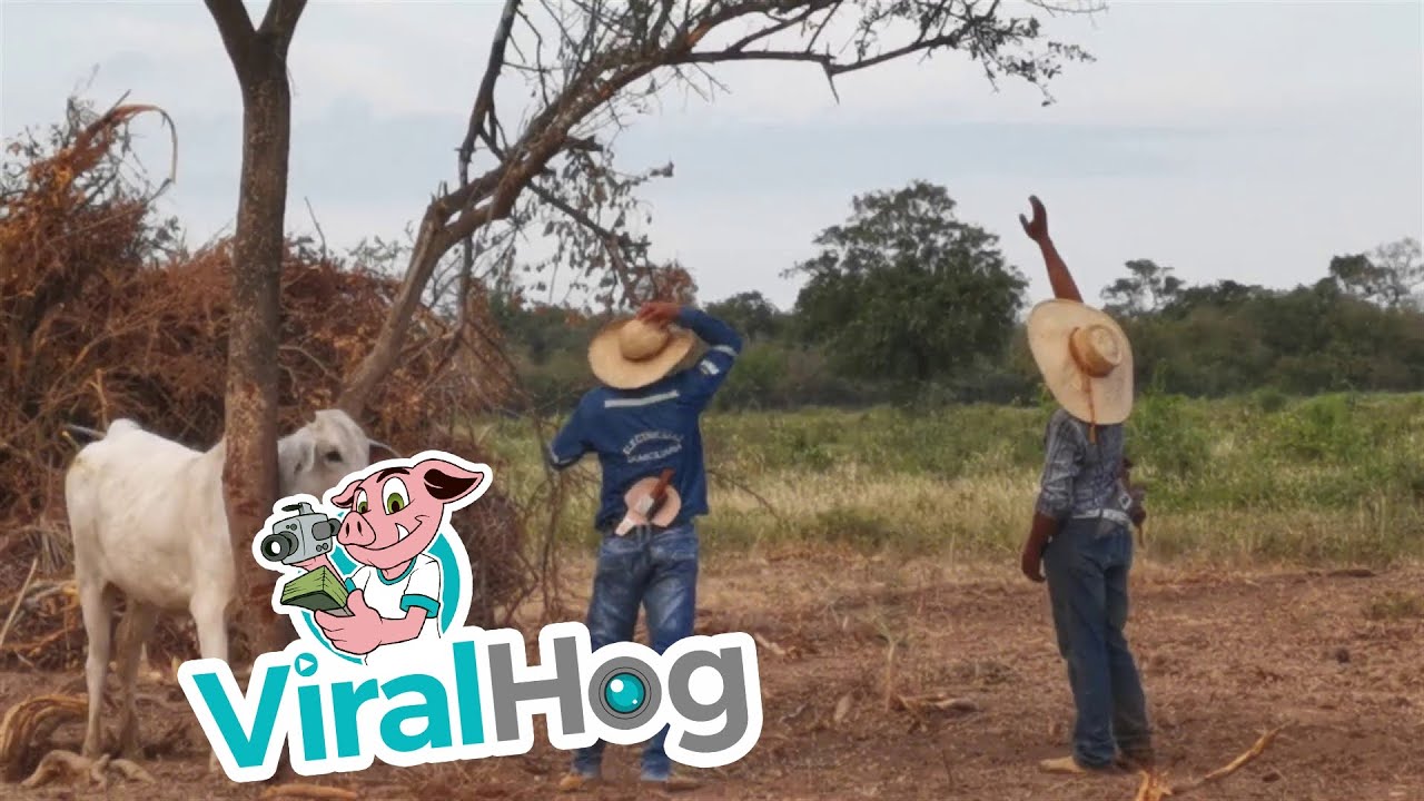 Man frees trapped bull and it thanks him in the most bullish way