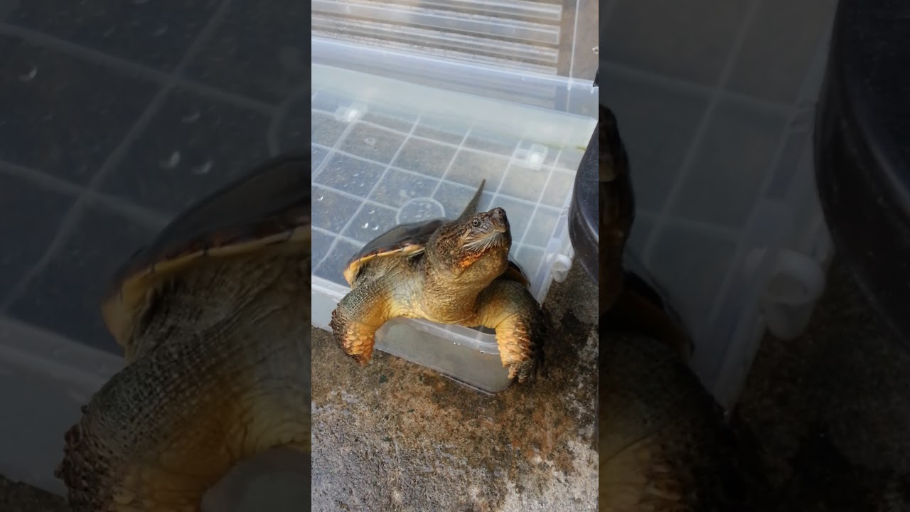 Snapping turtle puppy loves its human