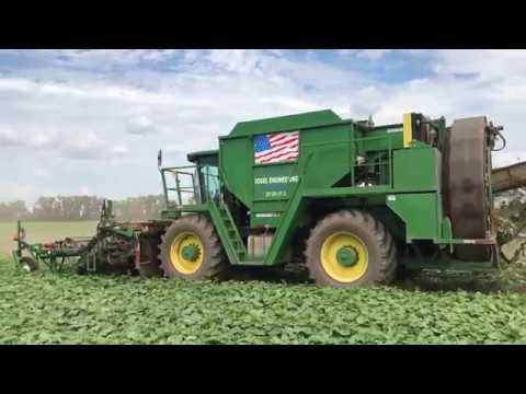 Cucumber harvesting machine is secretly amazing.